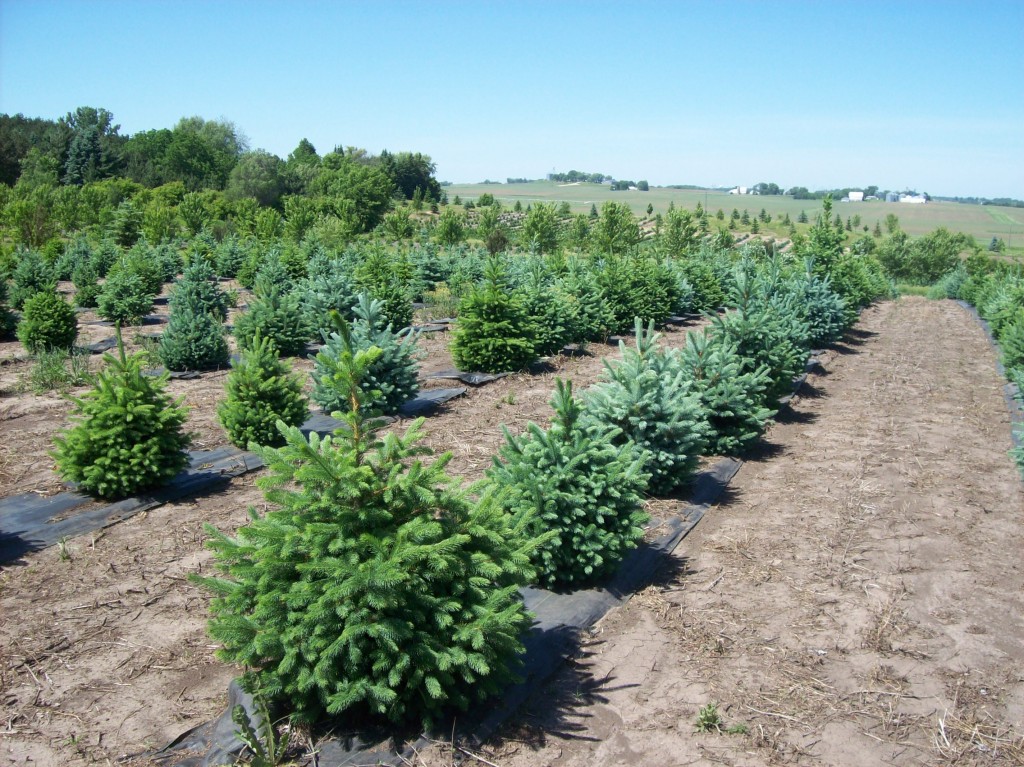 Evergreen Field - Arbor Hill Tree Farm