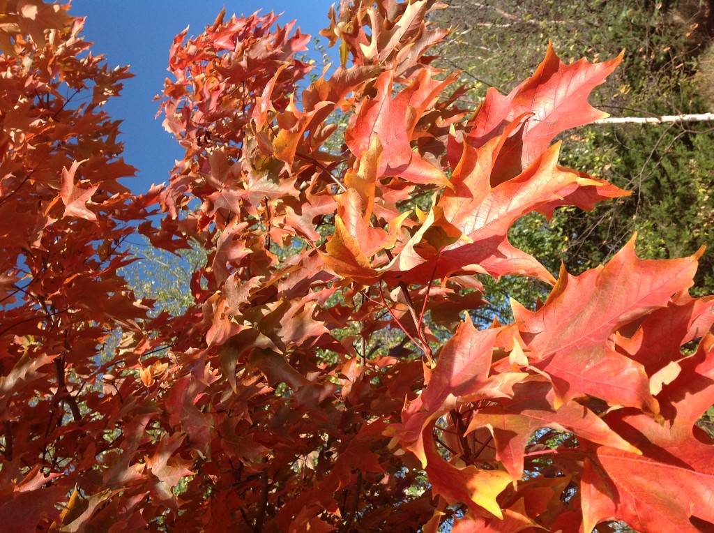 Fall Fiesta Sugar Maple - Arbor Hill Tree Farm