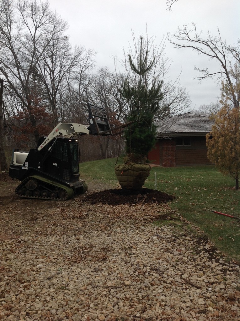 Blog - Arbor Hill Tree Farm