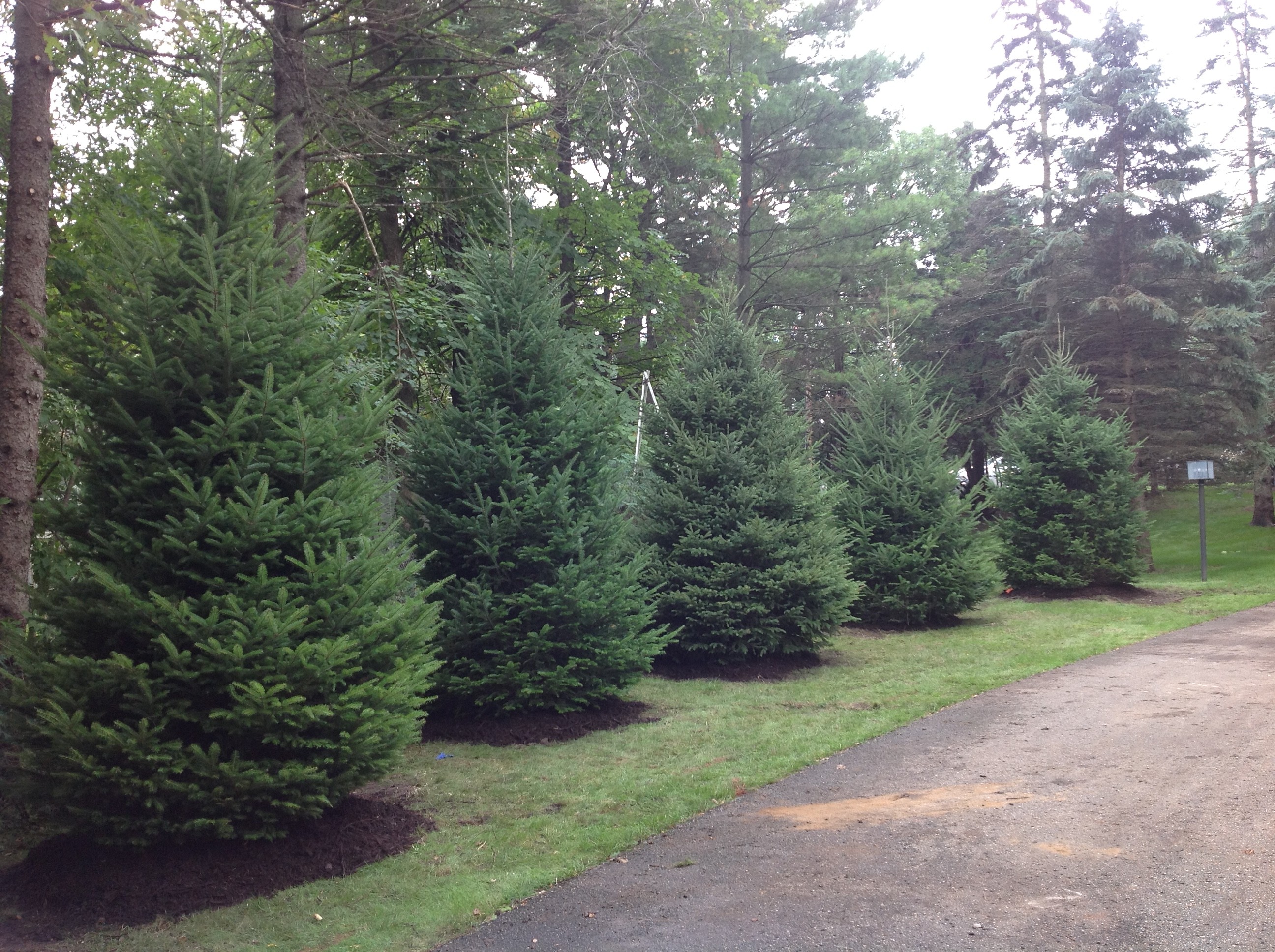 Evergreens for screening - Arbor Hill Tree Farm